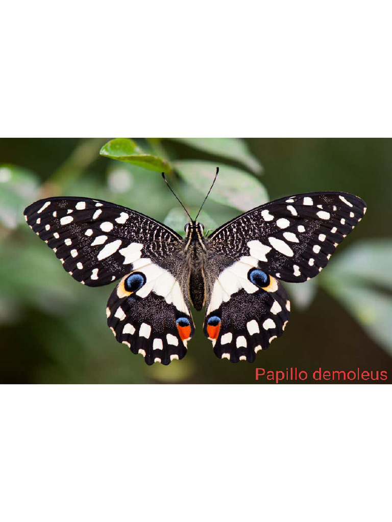 ento insect names(1) | PDF