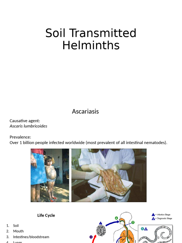 Soil Transmitted Helminths | PDF | Parasitology | Microbiology