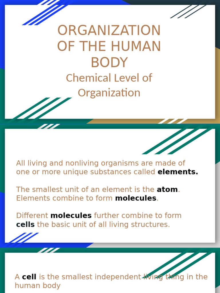 Organization of The Human Body Chemical | PDF | Chemical Compounds | Ion