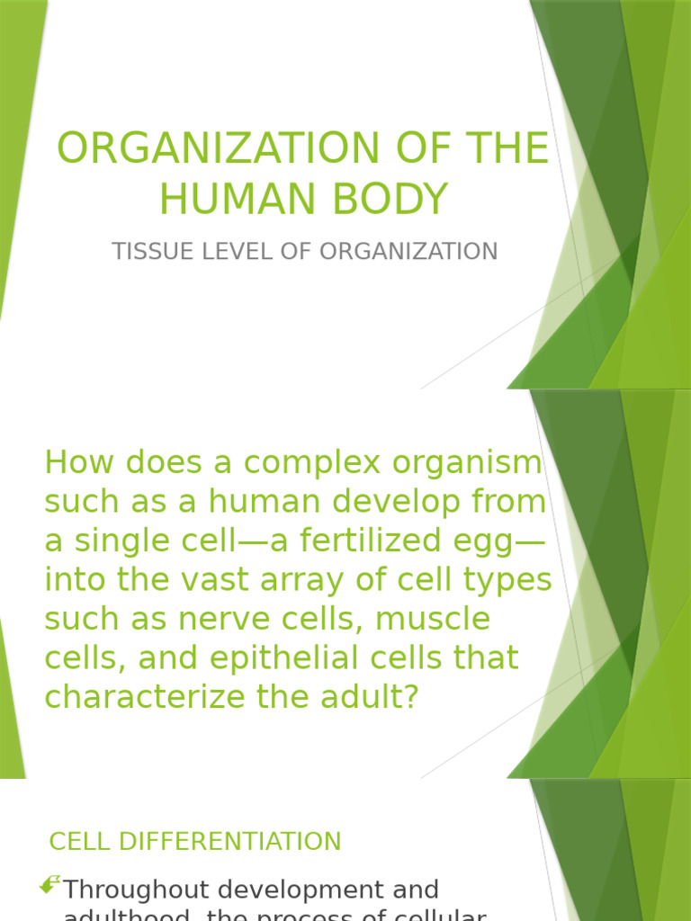 Organization of The Human Body Tissue | PDF | Epithelium | Glands
