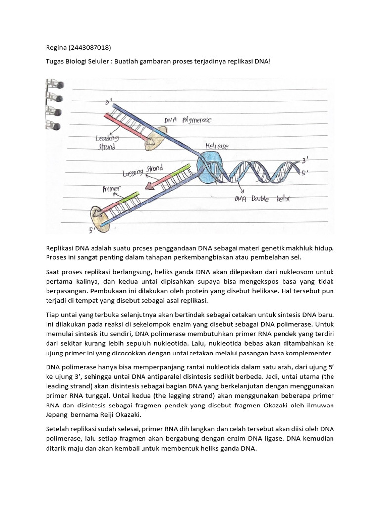 Gambaran Proses Replikasi DNA | PDF