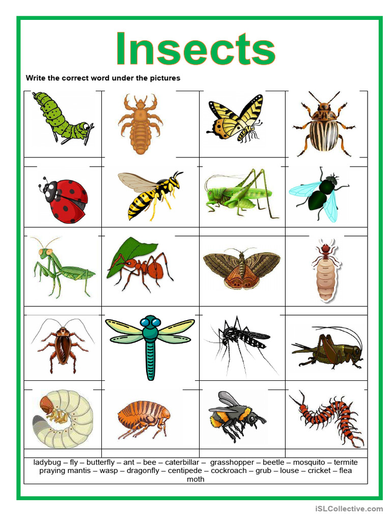 Picture Dictionary - Insects | PDF