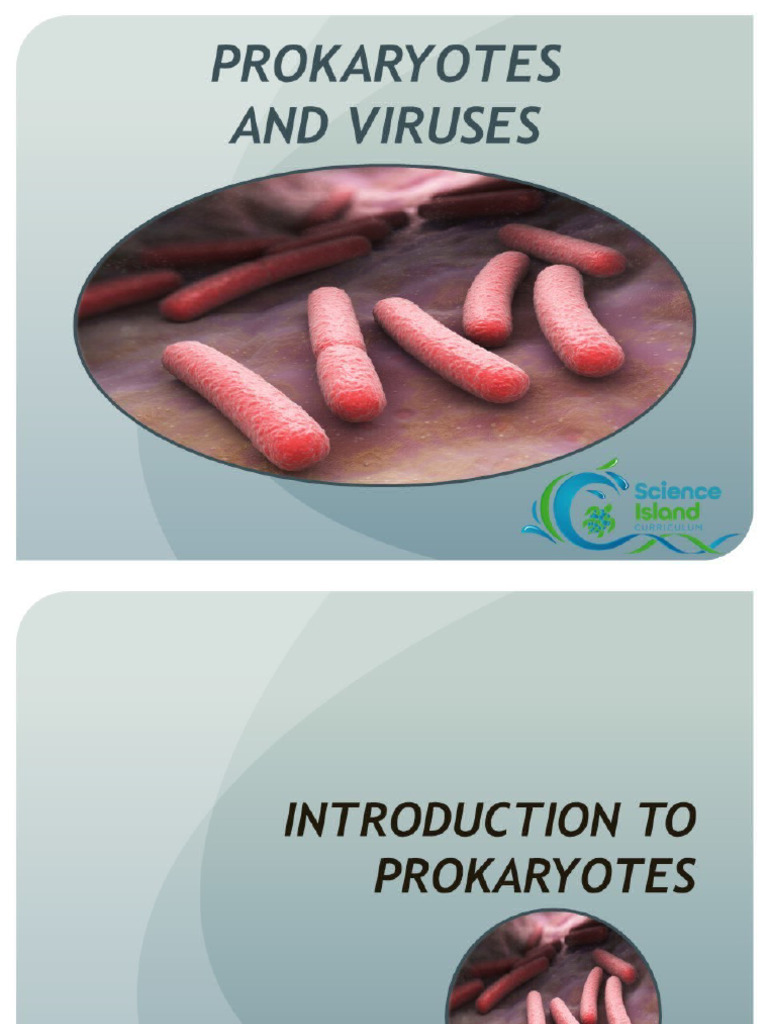 Prokaryotes: Roles and Classifications | PDF | Bacteria | Cell (Biology)