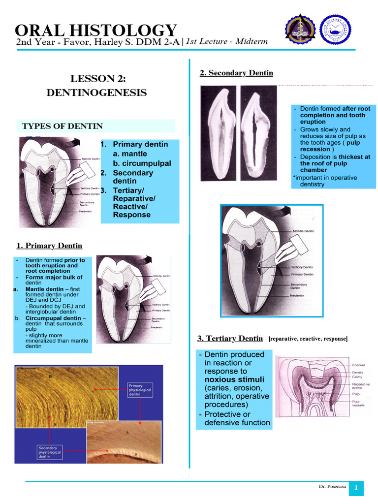 ORAL HISTO - 1 (Dentinogenesis, Lec) | PDF | Dentin | Tooth