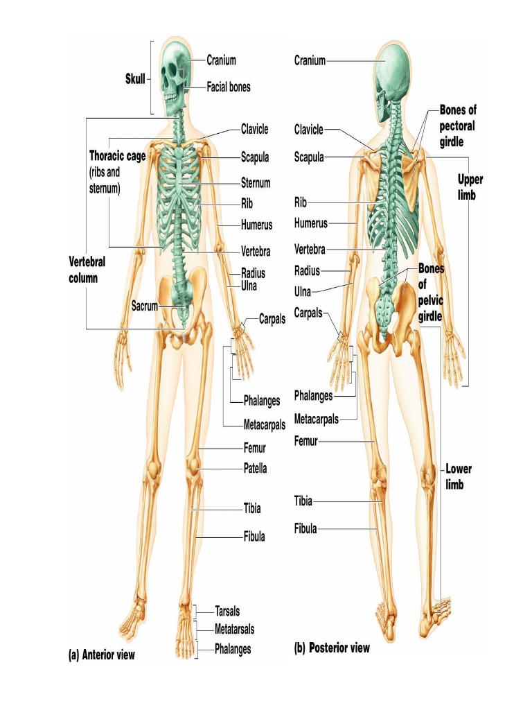 Copy of Skeletal Edited | Skull | Skeleton