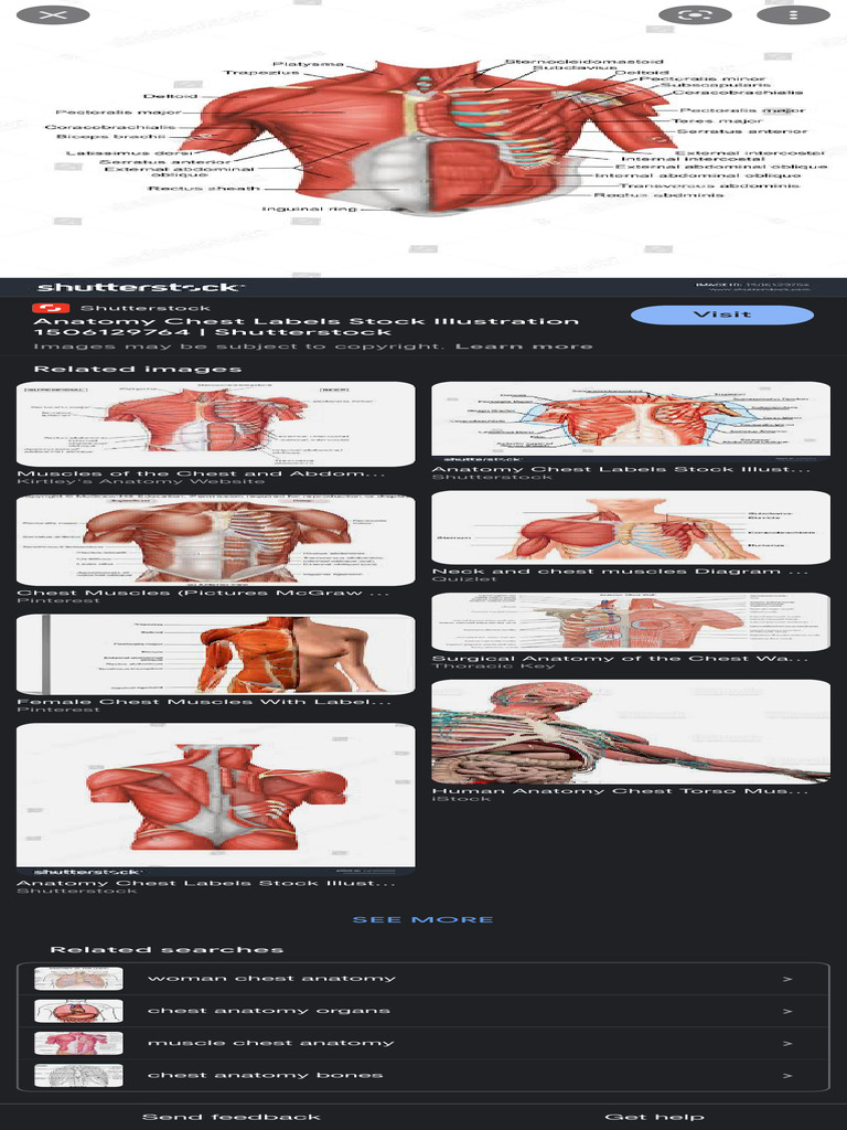 Parts of The Chest - Google Search | PDF