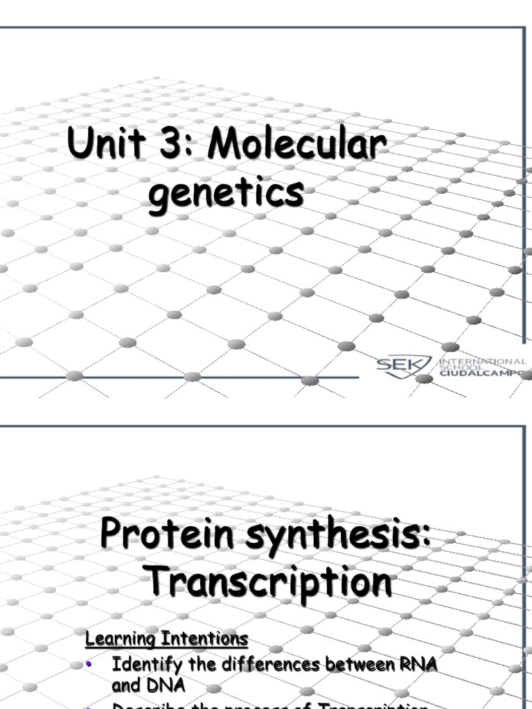 Molecular Genetics 2 Transcription | PDF | Rna | Gene