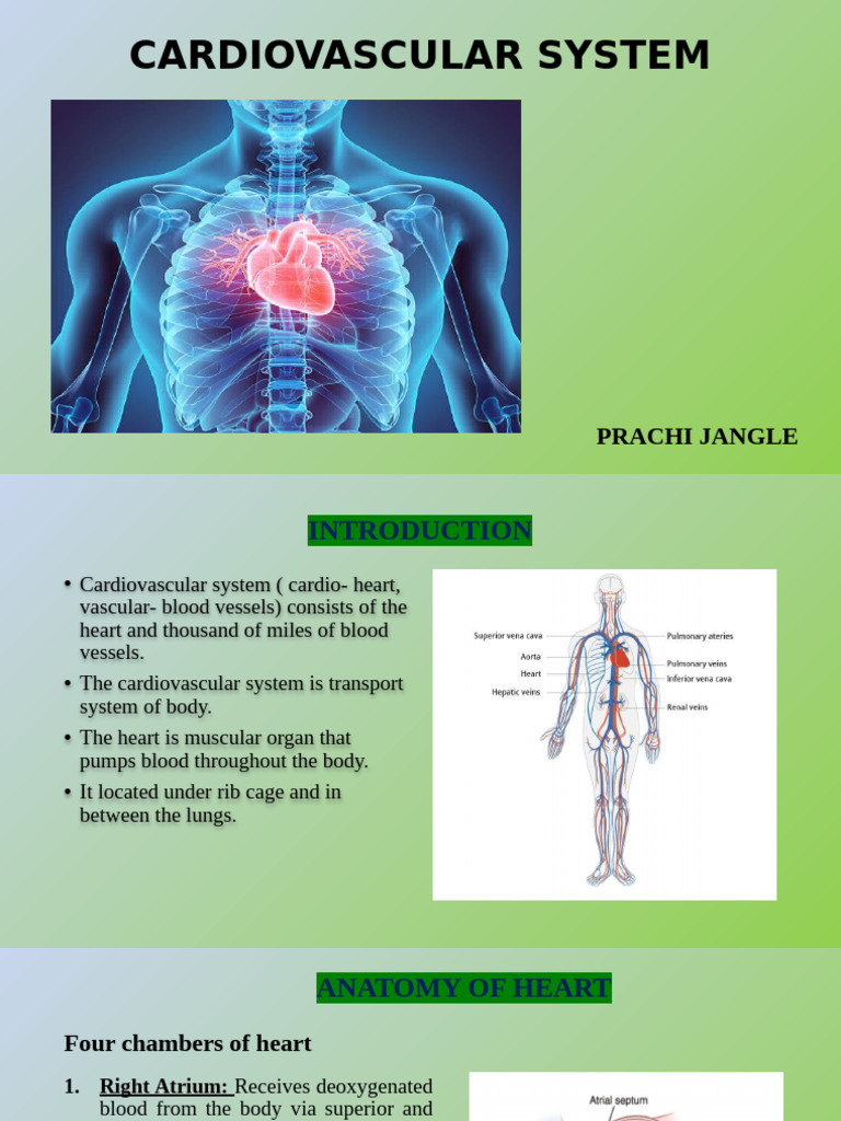 Overview of the Cardiovascular System | PDF | Heart | Heart Valve