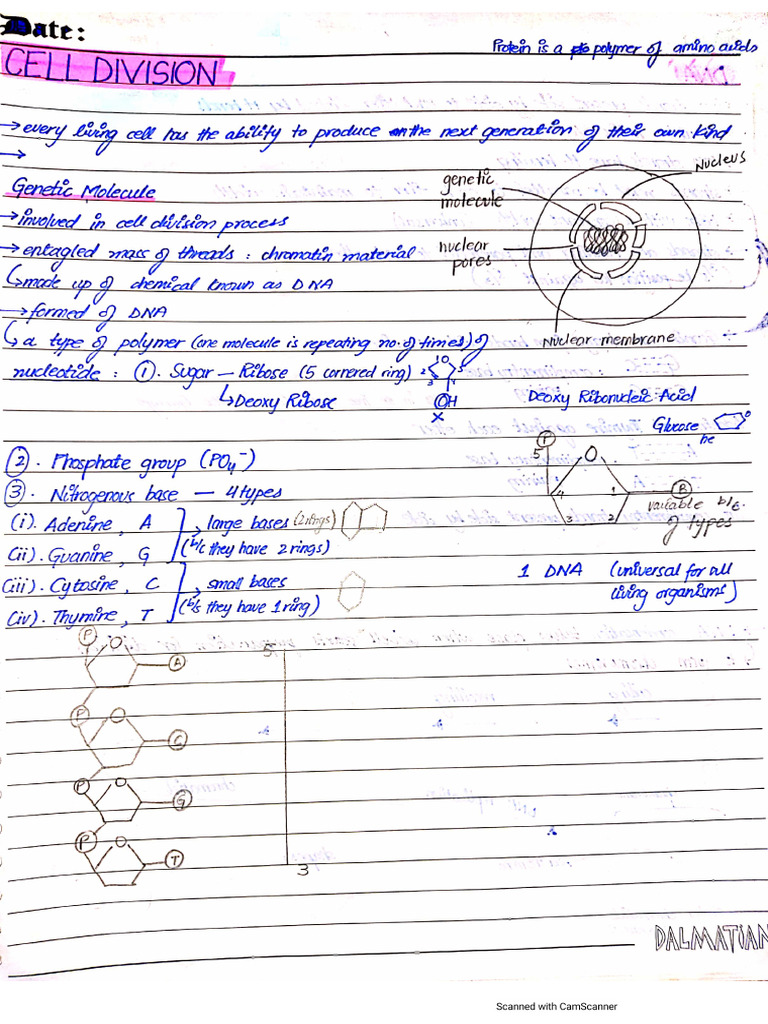 Cell Division | PDF
