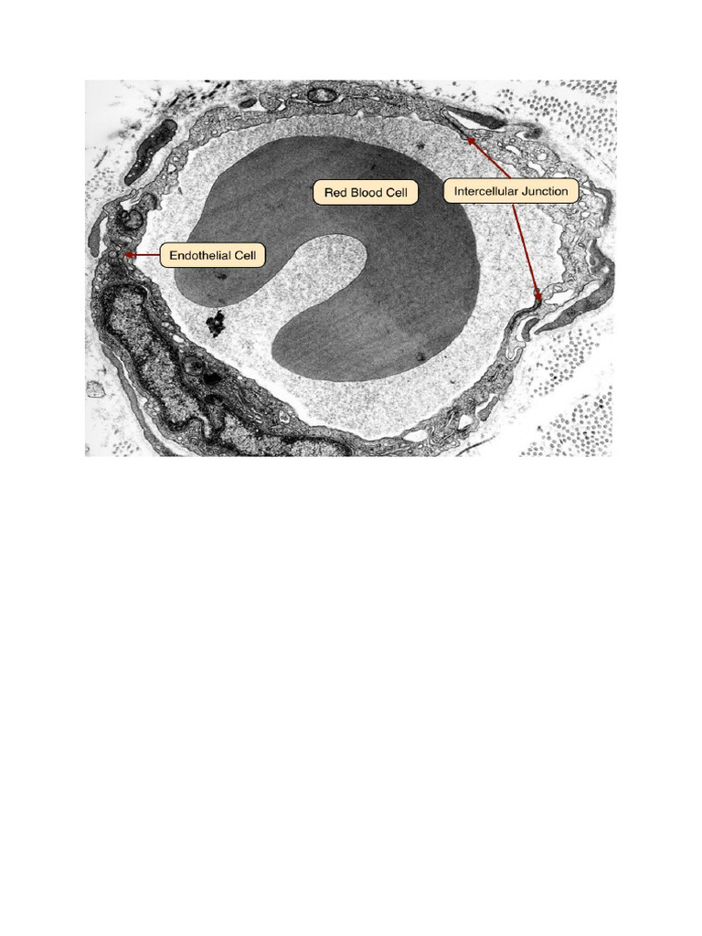 Capillary Anatomy With RBC | PDF