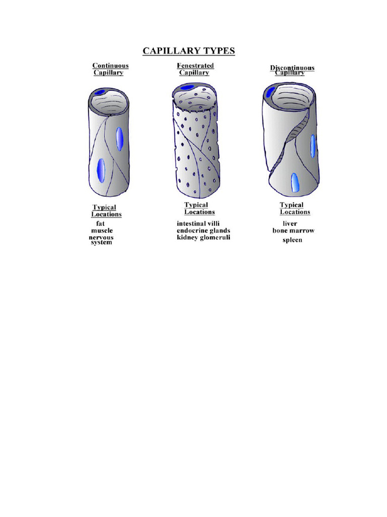 Capillary Types | PDF