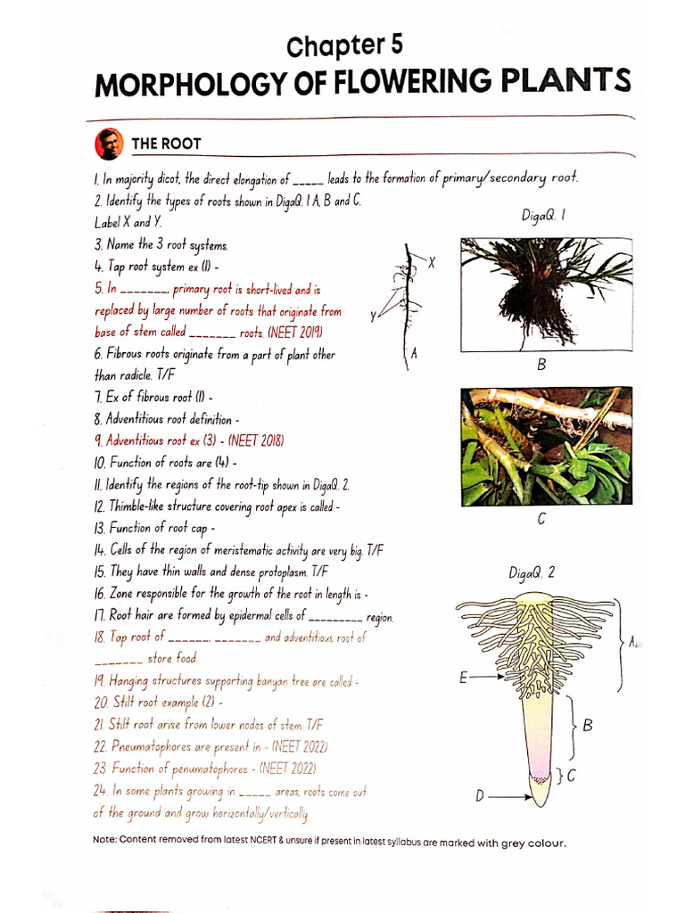 Morphology of Flowers Plants | PDF