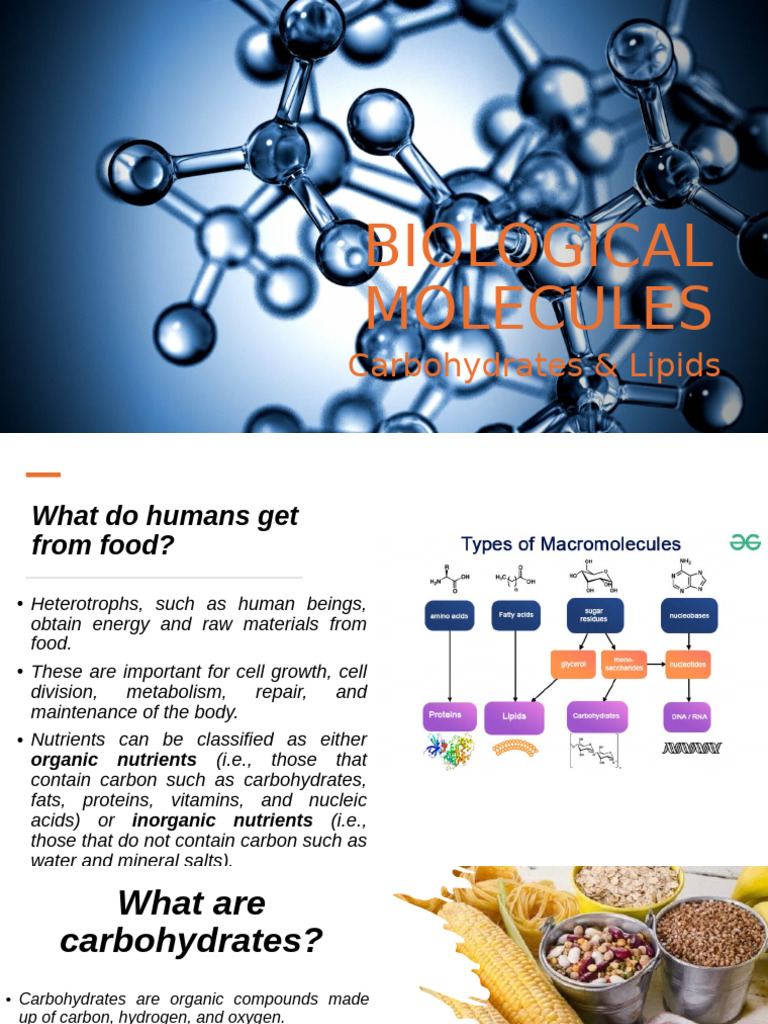 Carbohydrates and Lipids Explained | PDF