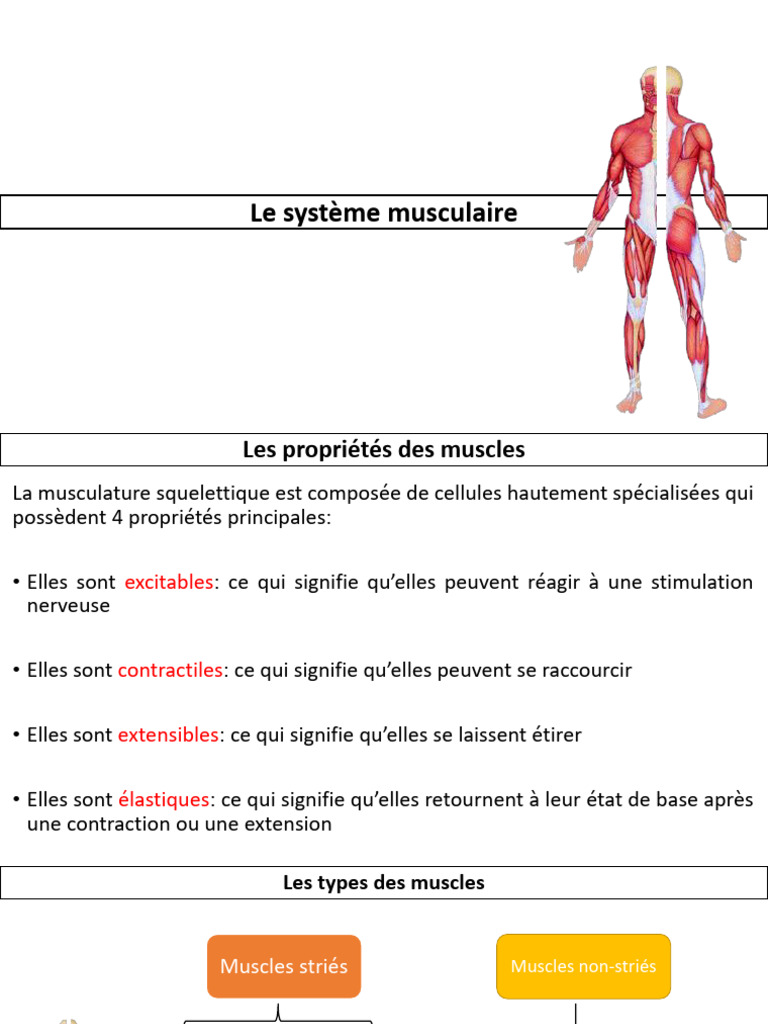 Propriétés des muscles squelettiques | PDF | Contraction du muscle | Muscle