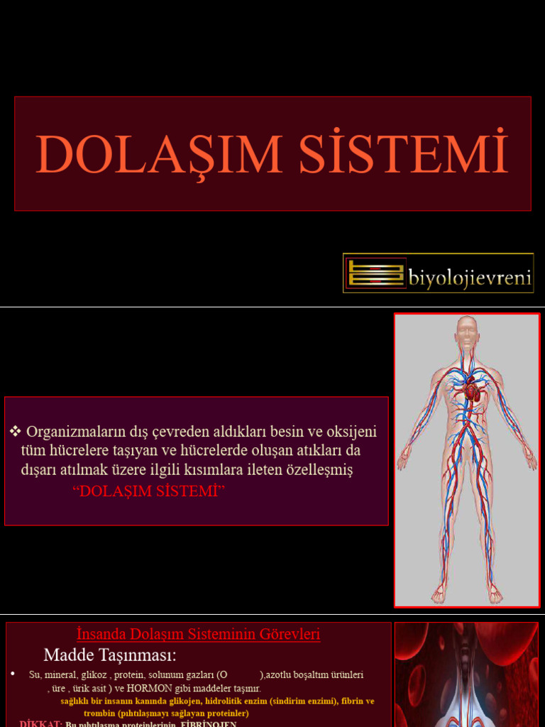 1 Kalbin Yapisi Ve Calismasi | PDF