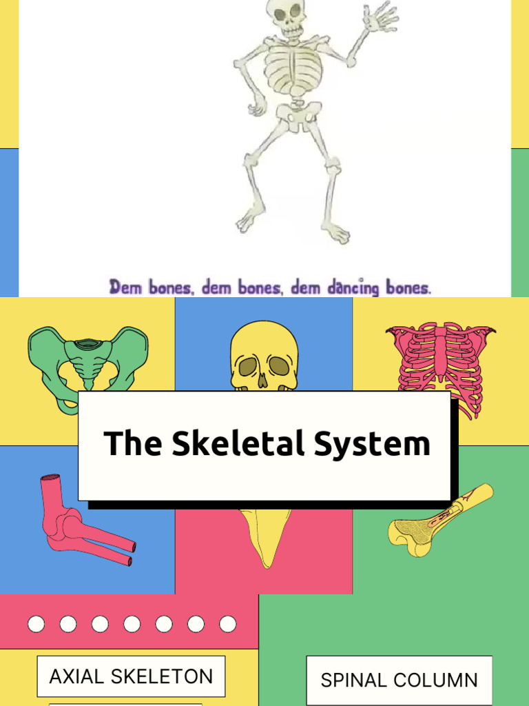 Overview of the Human Skeletal System | PDF | Skeleton | Bone