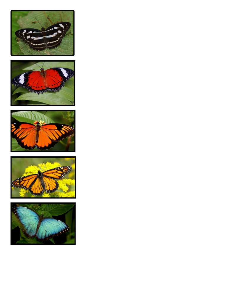 Final Stages of Butterfly | PDF