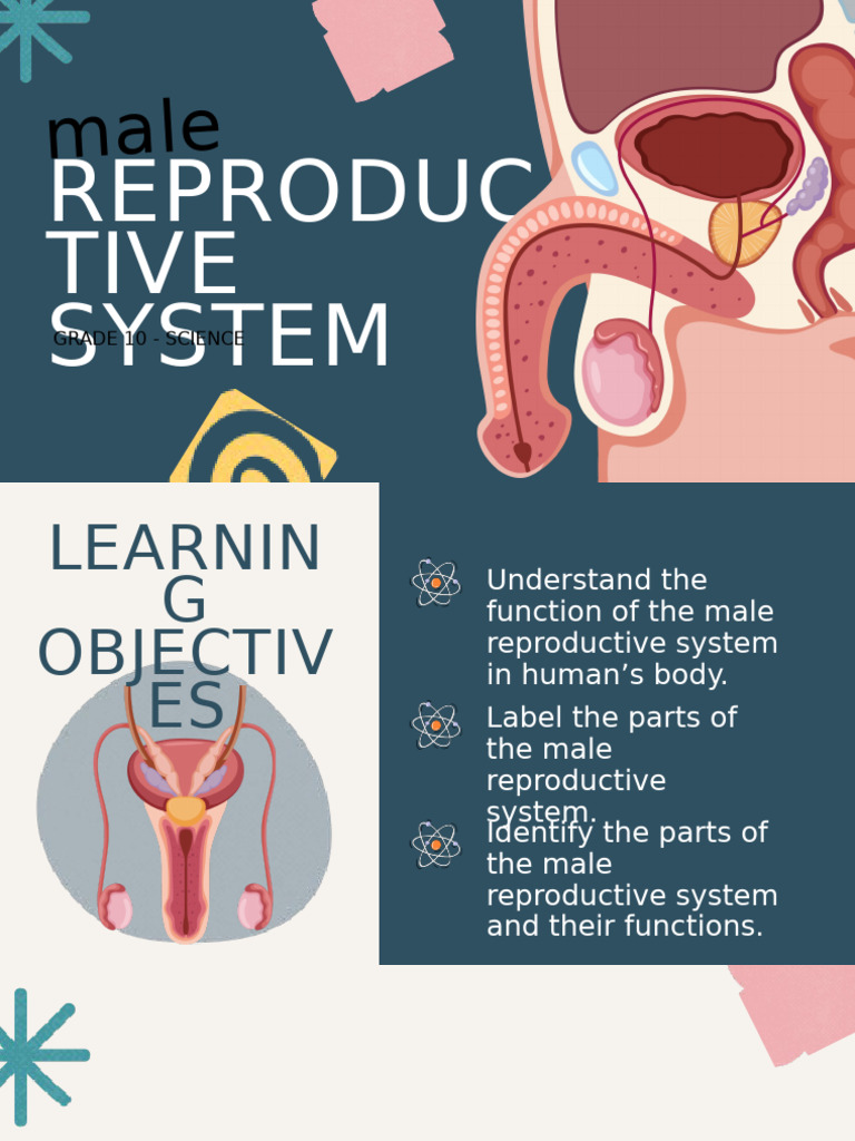 Male Reproductive System Science 10 | PDF | Reproductive System | Testicle