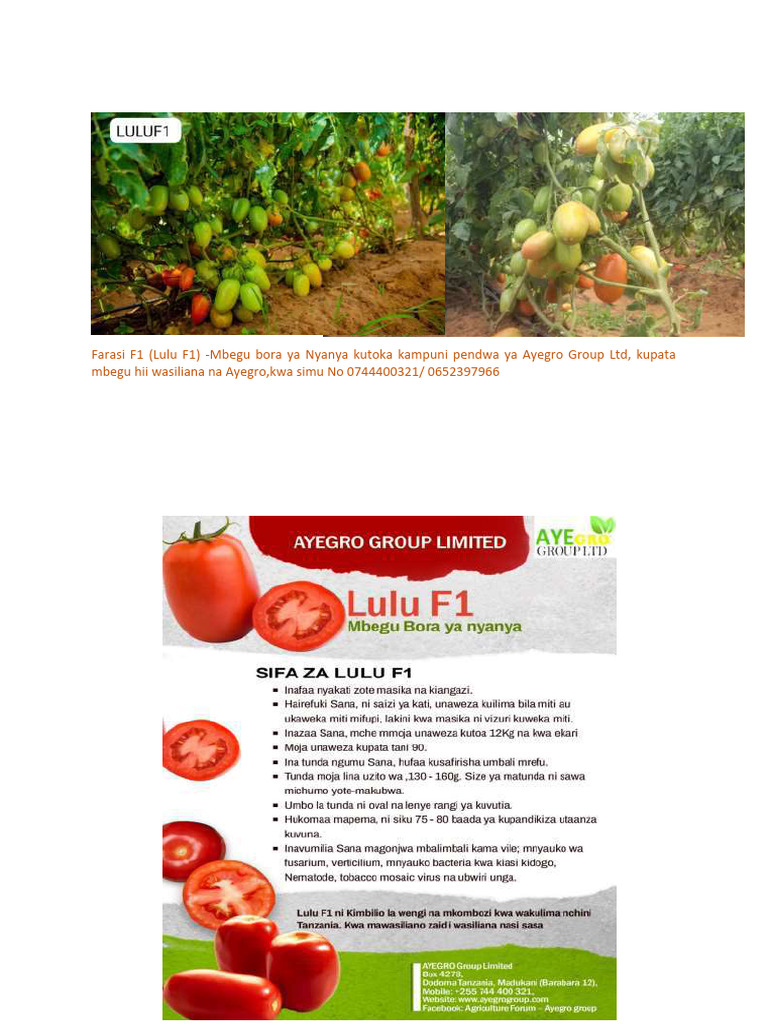 Kilimo Bora Cha Nyanya Third Version of 2025 by Ag - 250129 - 173908 | PDF