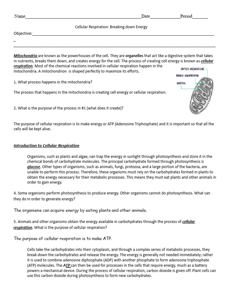 Photosynthesis-_Cellular_Respiration_Worksheet-2 (1) | PDF | Cellular ...