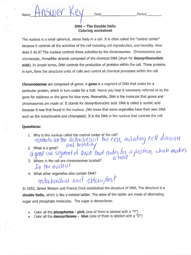 DNA Double Helix ANSWER KEY | PDF