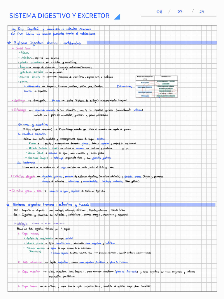 Sistema Digestivo y Excretor | PDF