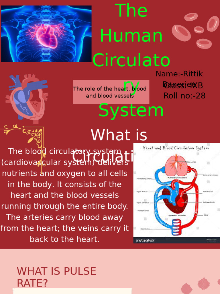 The Circulatory System | PDF | Circulatory System | Heart