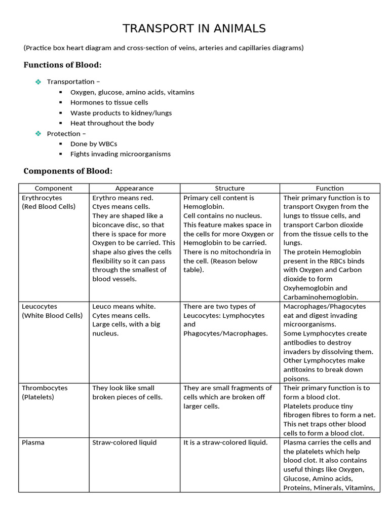 Animal Blood Transport Systems Explained | PDF | Lymph | Artery