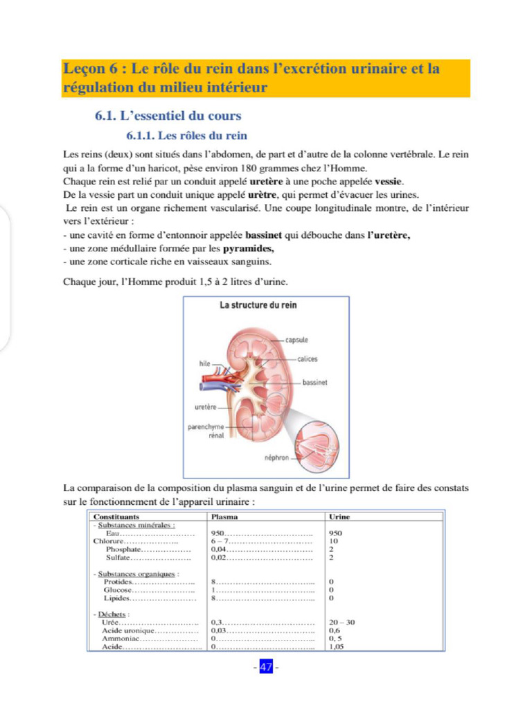 Leçon 6 Le Rôle Du Rein | PDF