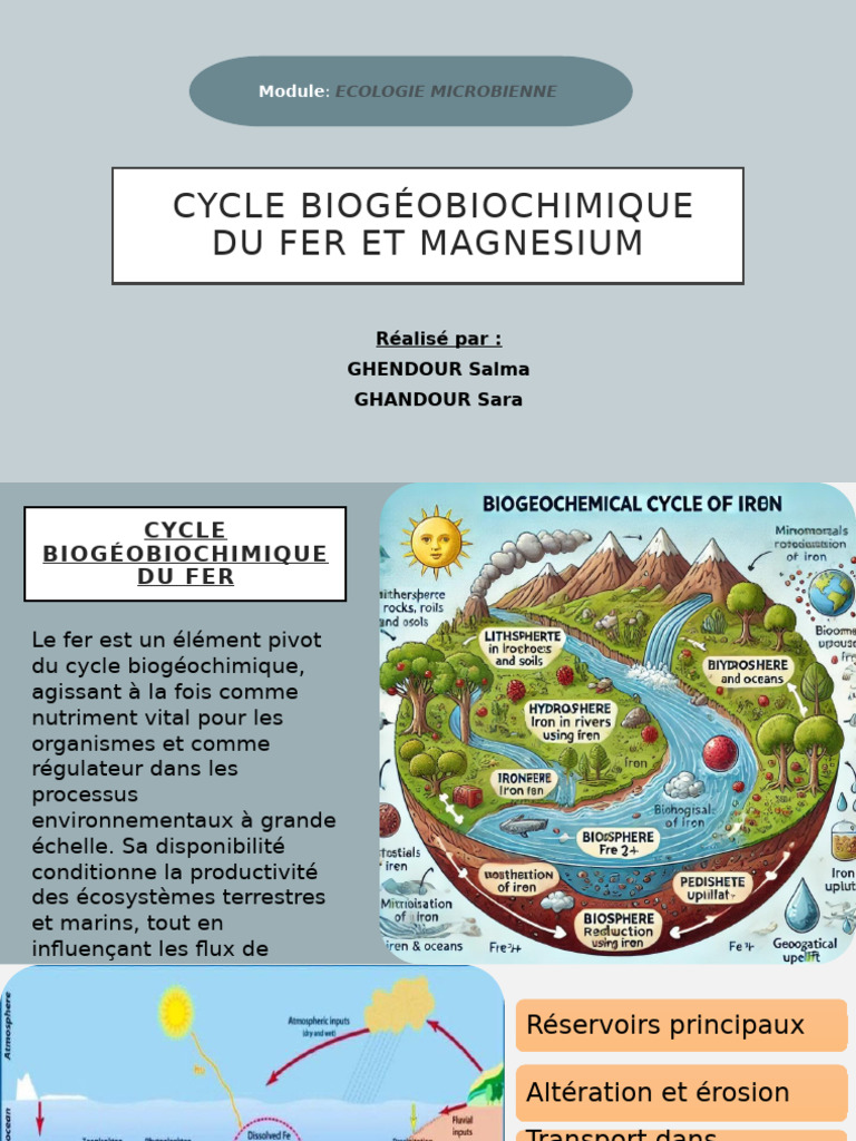 Cycle biogéochimique du fer et magnésium | PDF