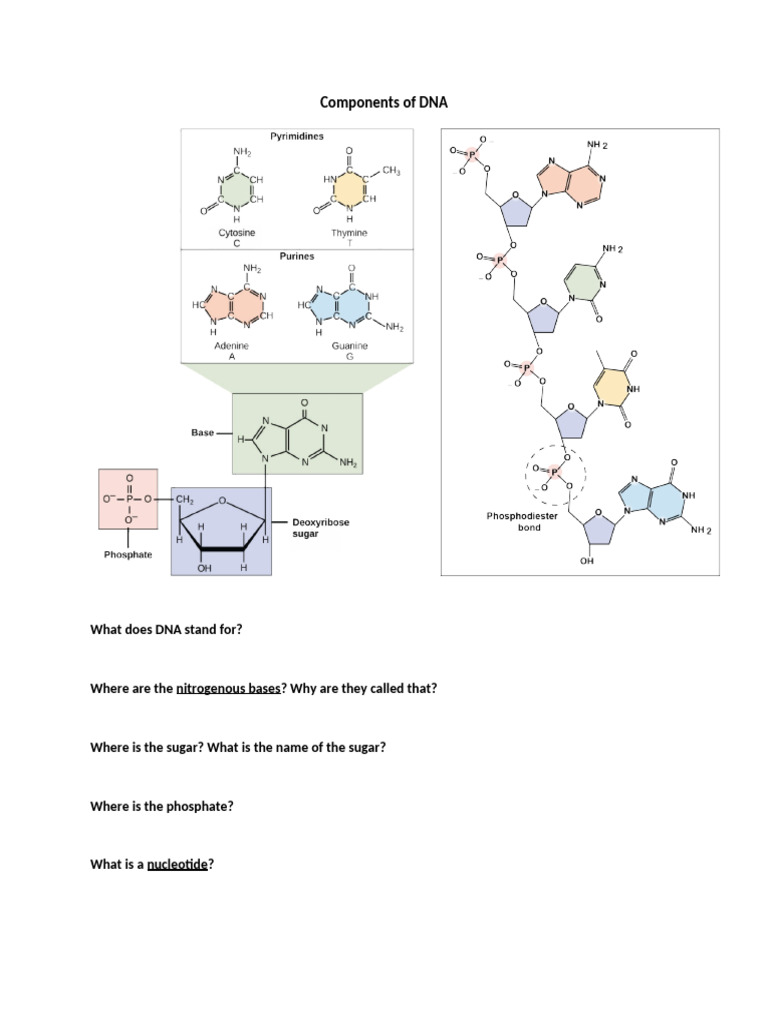 4-Components_of_DNA-handout | PDF