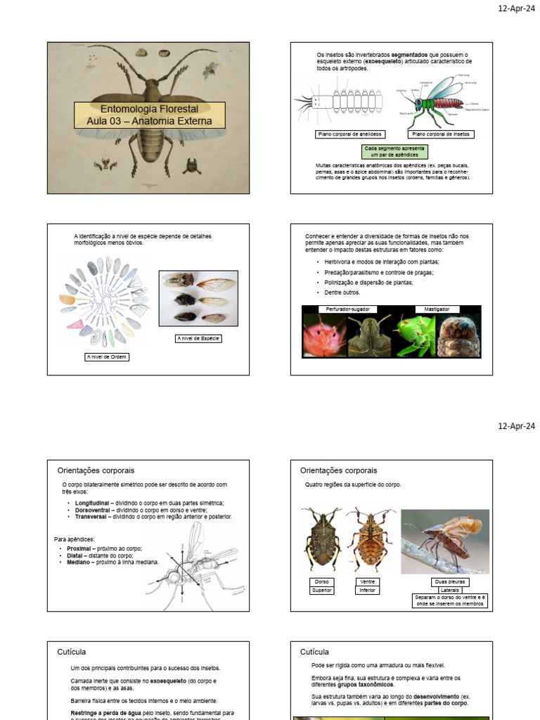 Anatomia Externa dos Insetos: Estruturas e Funções | PDF | Insetos | Mosca
