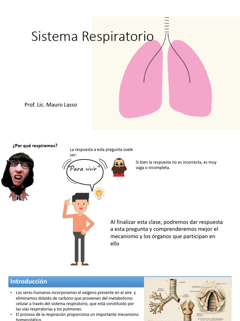 B4-Sistema Respiratorio 2023 | PDF | Respiración | Pulmón