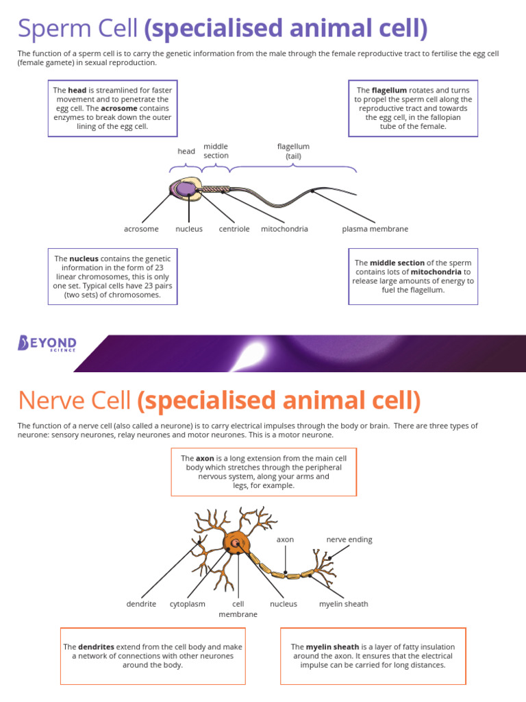 Specialized Animal and Plant Cells | PDF | Neuron | Cell (Biology)
