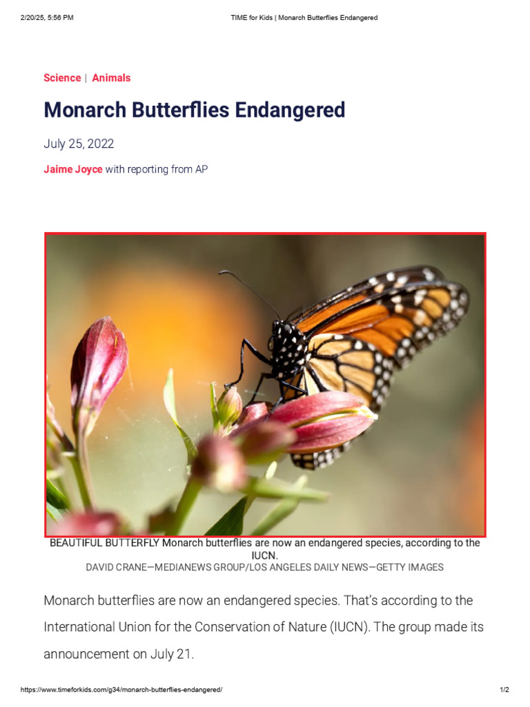 TIME For Kids - Monarch Butterflies Endangered | PDF