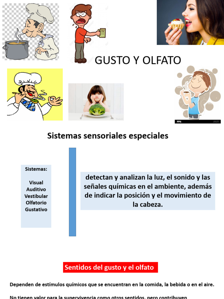 Gusto y olfato: sistemas sensoriales clave | PDF | Umami | Gusto