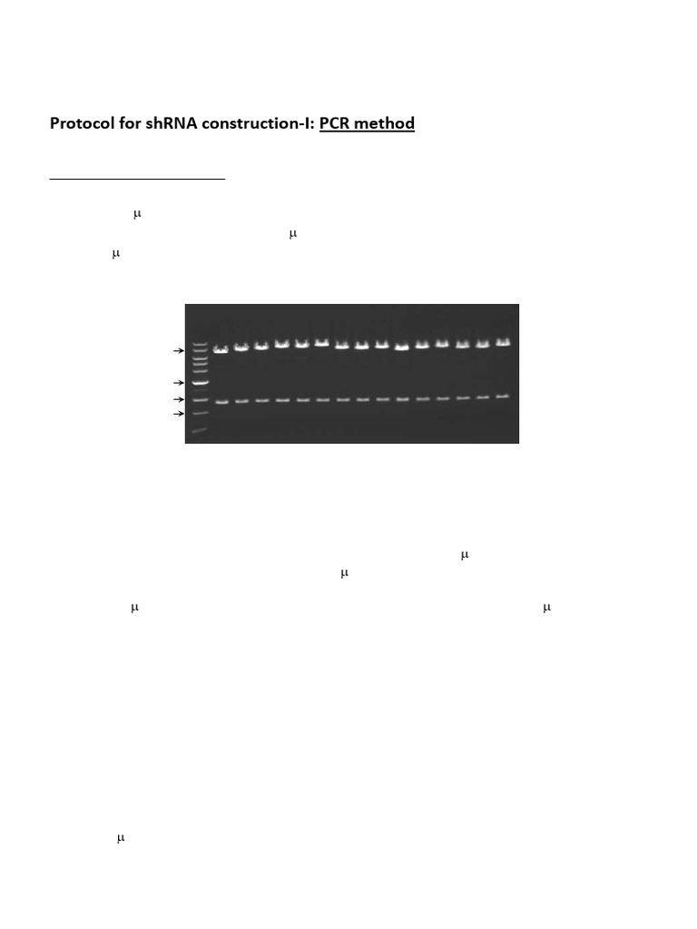 11 shRNA-construction V3 | PDF | Polymerase Chain Reaction | Primer (Molecular Biology)