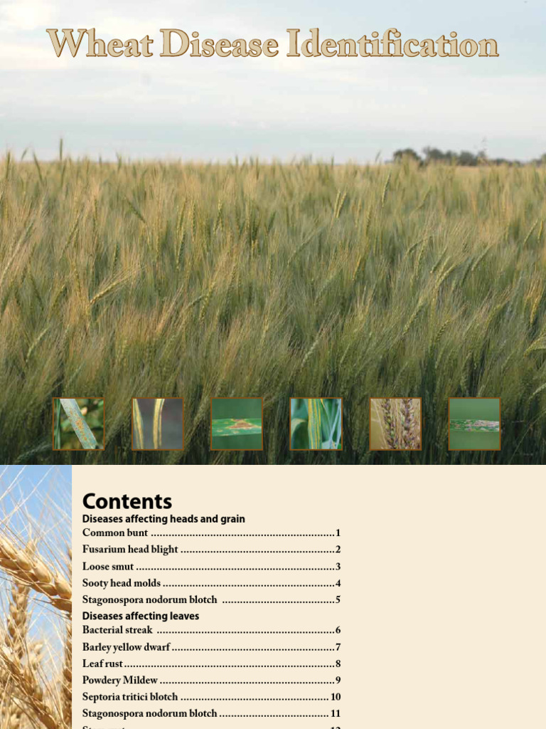 Wheat Disease Identification Guide | PDF | Wheat | Leaf