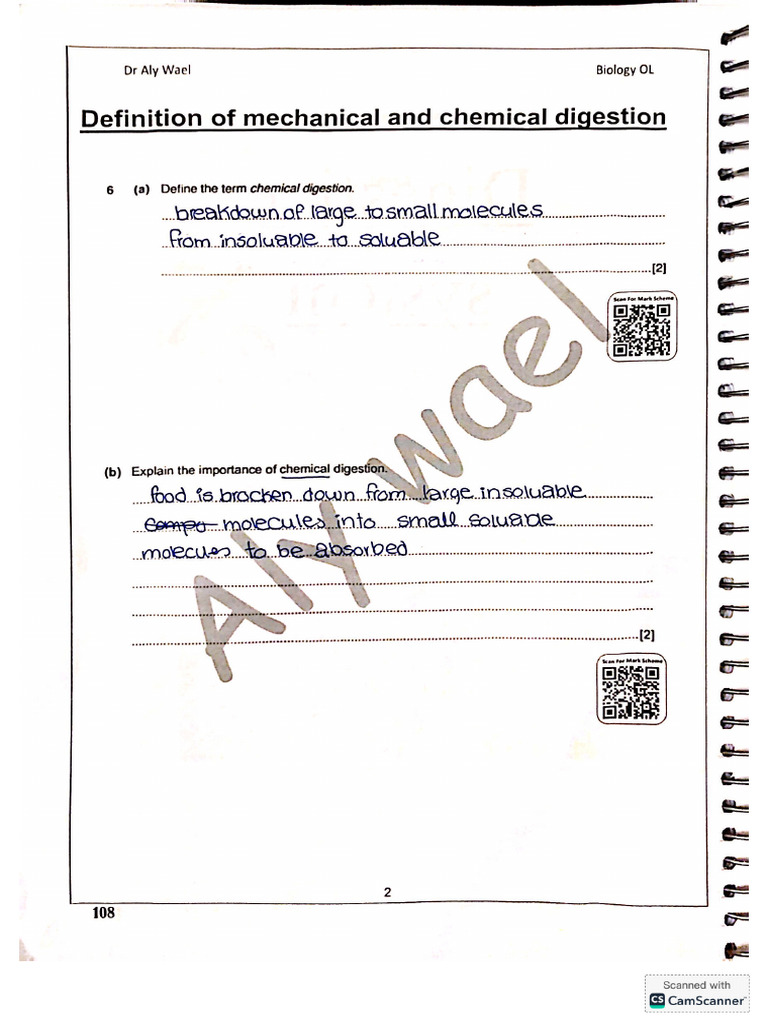 Digestive System HW Paper 4 | PDF