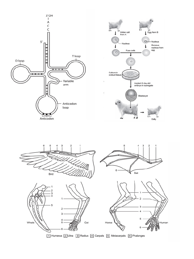 Practical Pictures | PDF