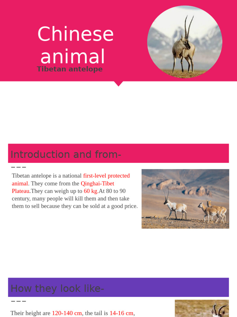 Chinese Animal: Tibetan Antelope | PDF