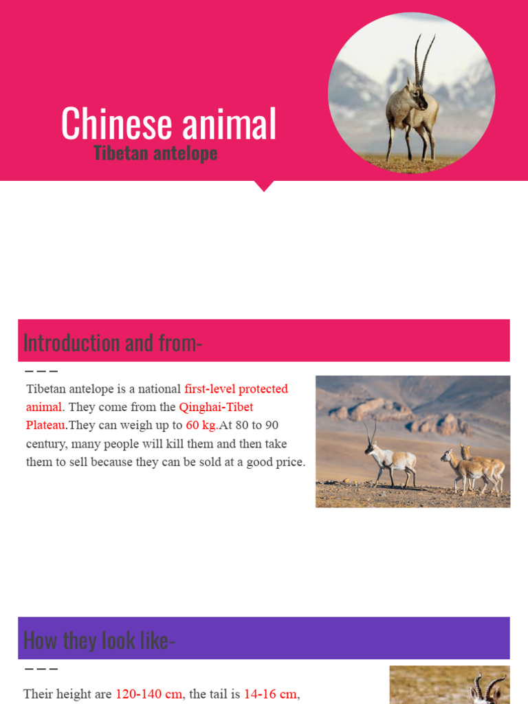 Chinese Animal: Tibetan Antelope | PDF