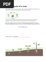 Life Cycle of A Maple Tree | PDF | Maple | Flowers