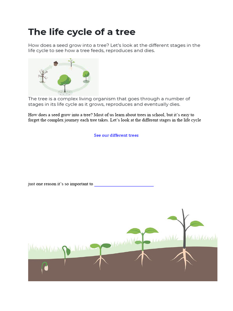 The Life Cycle of A Tree | PDF | Seed | Trees