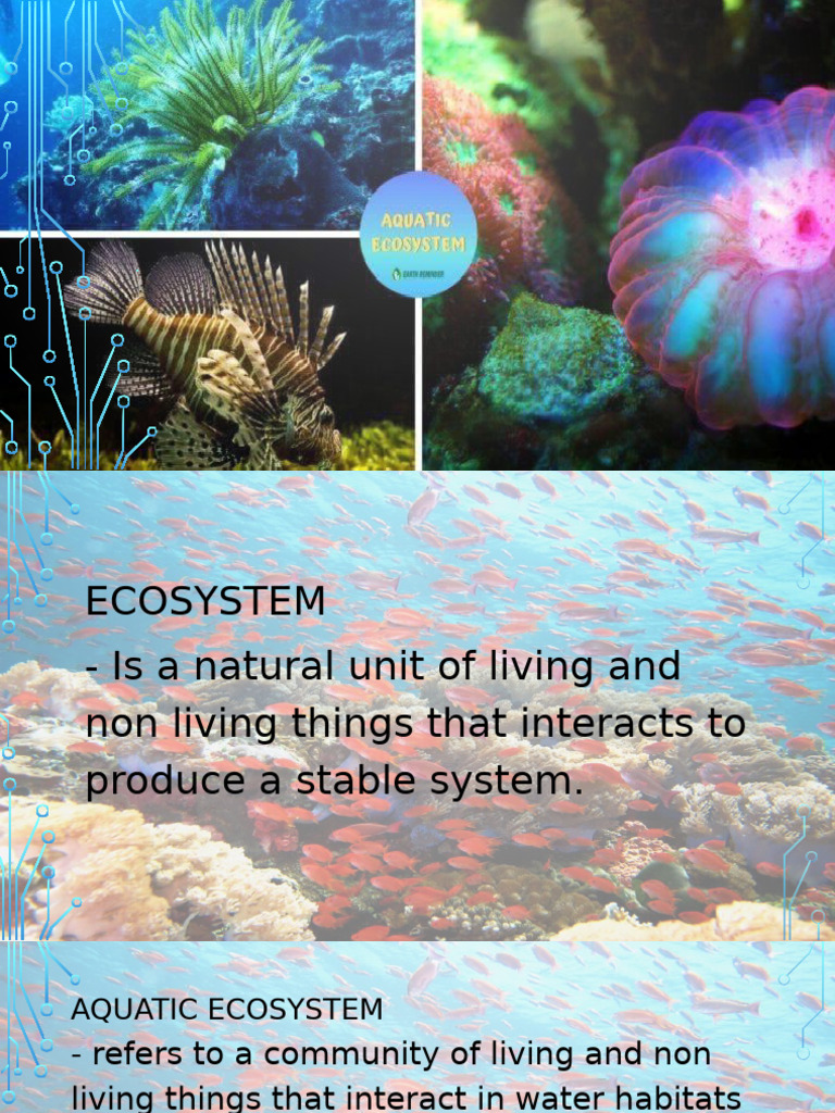 Group 2 Aquatic Ecosystem | PDF | Aquatic Ecosystem | Sea