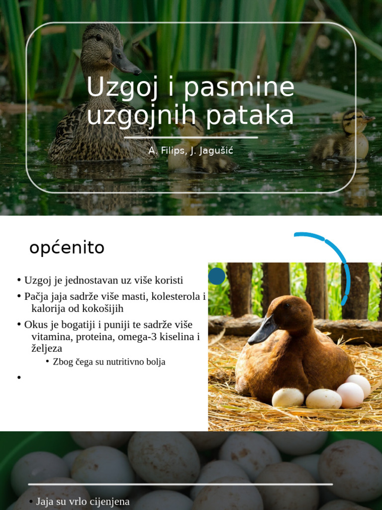 Uzgoj I Pasmine Uzgojnih Pataka | PDF