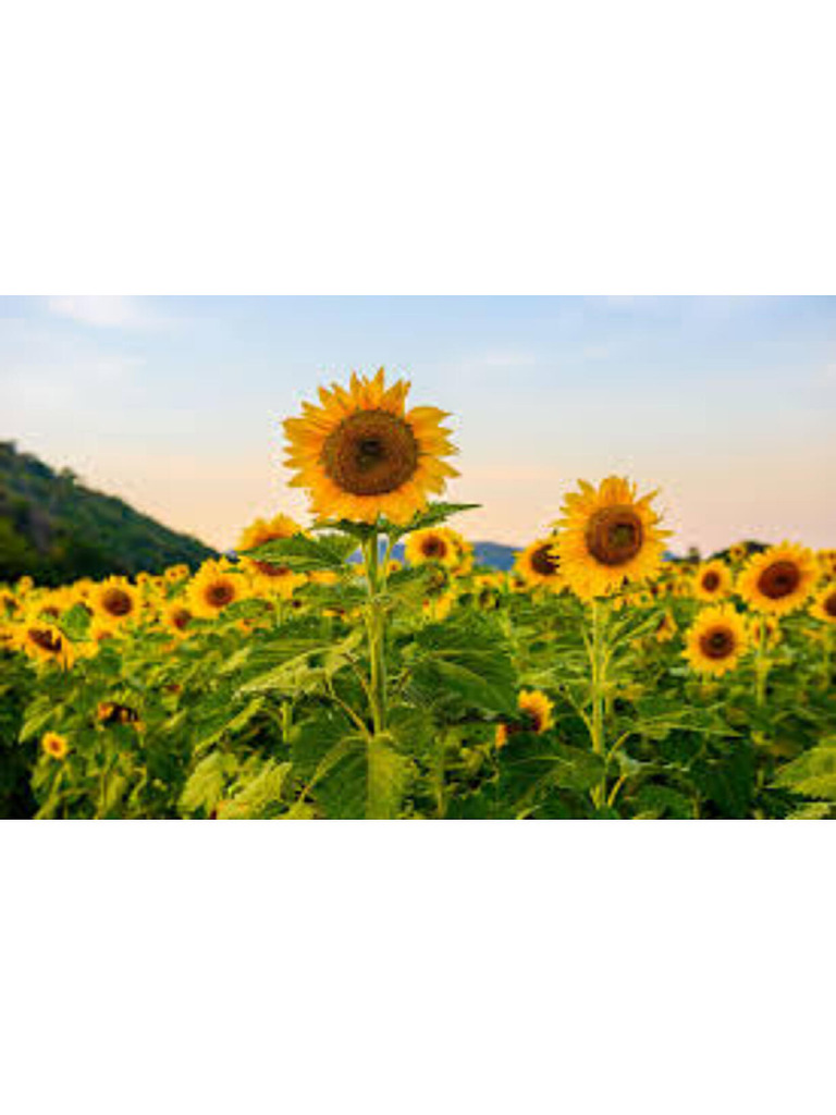 Sunflower | PDF