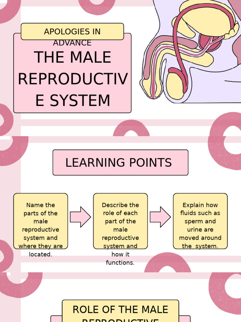 Male Reproductive System Biology Presentation in A Bold Pink Style ...