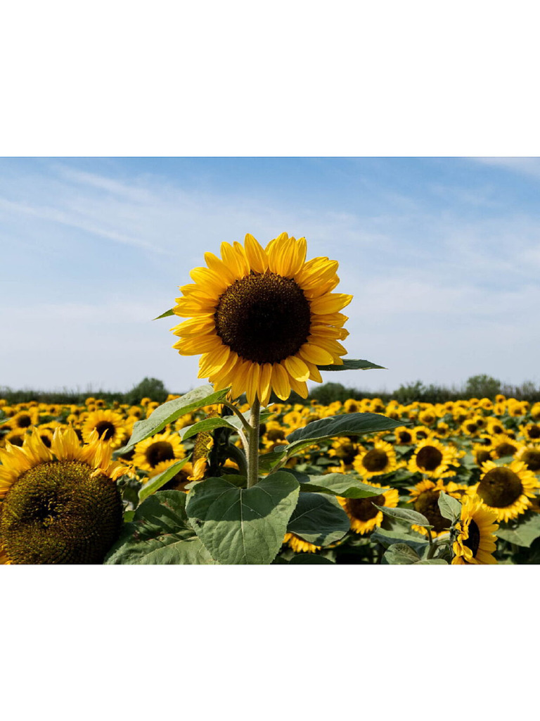 sunflower (2) | PDF