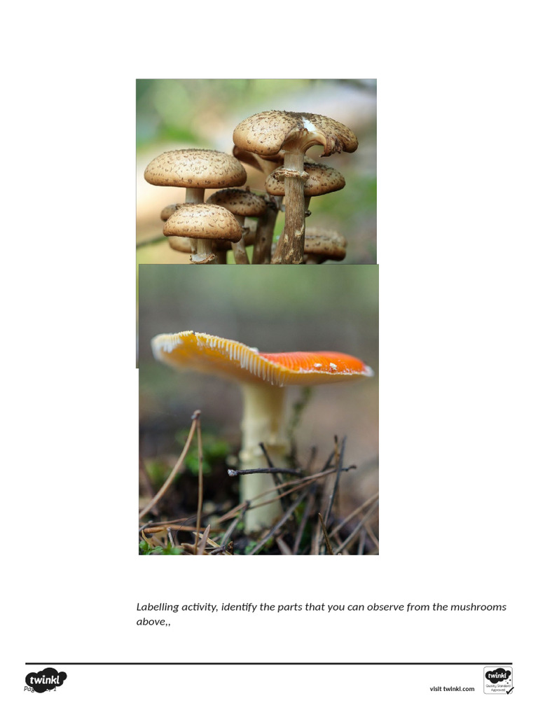 Identifying Mushroom Parts | PDF